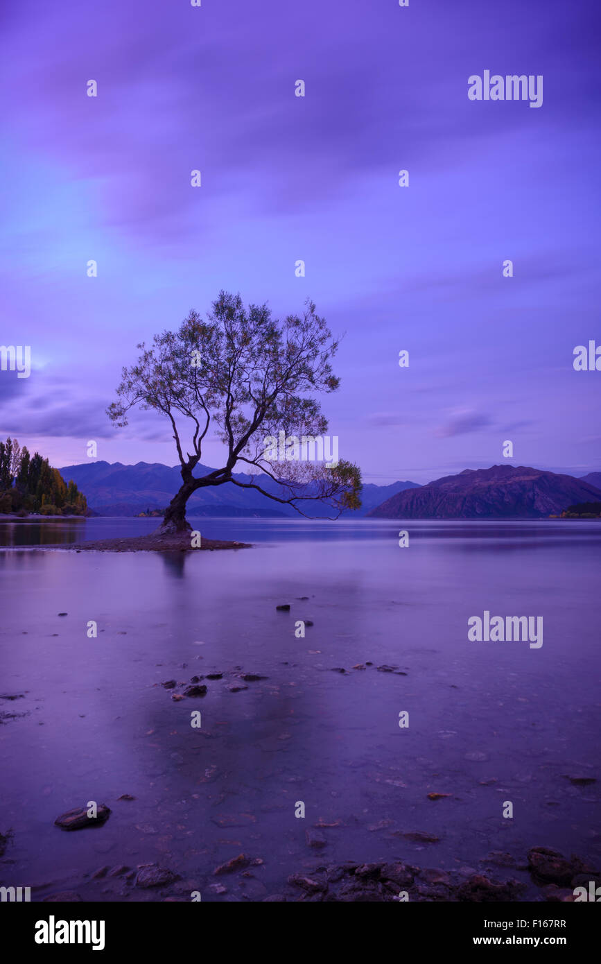 Lone tree of lake wanaka hi-res stock photography and images - Alamy