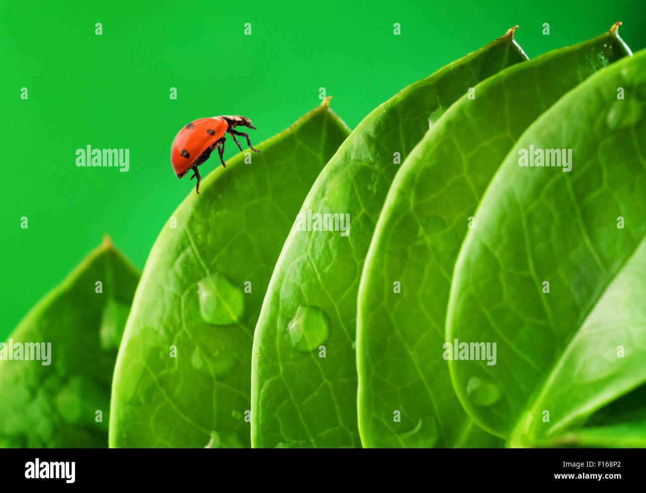 Ladybug On Leaf With Raindrops High Resolution Stock Photography and ...