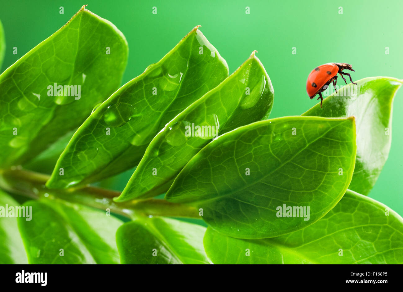 Ladybug on leaf with raindrops hi-res stock photography and images - Alamy