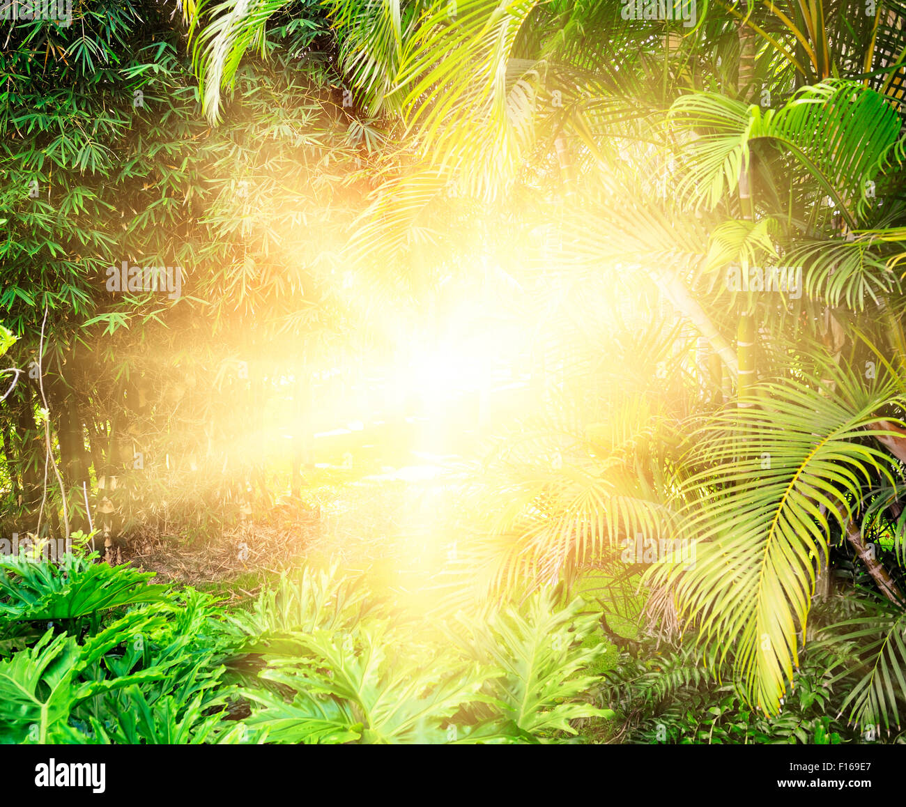 In a jungle hi-res stock photography and images - Alamy
