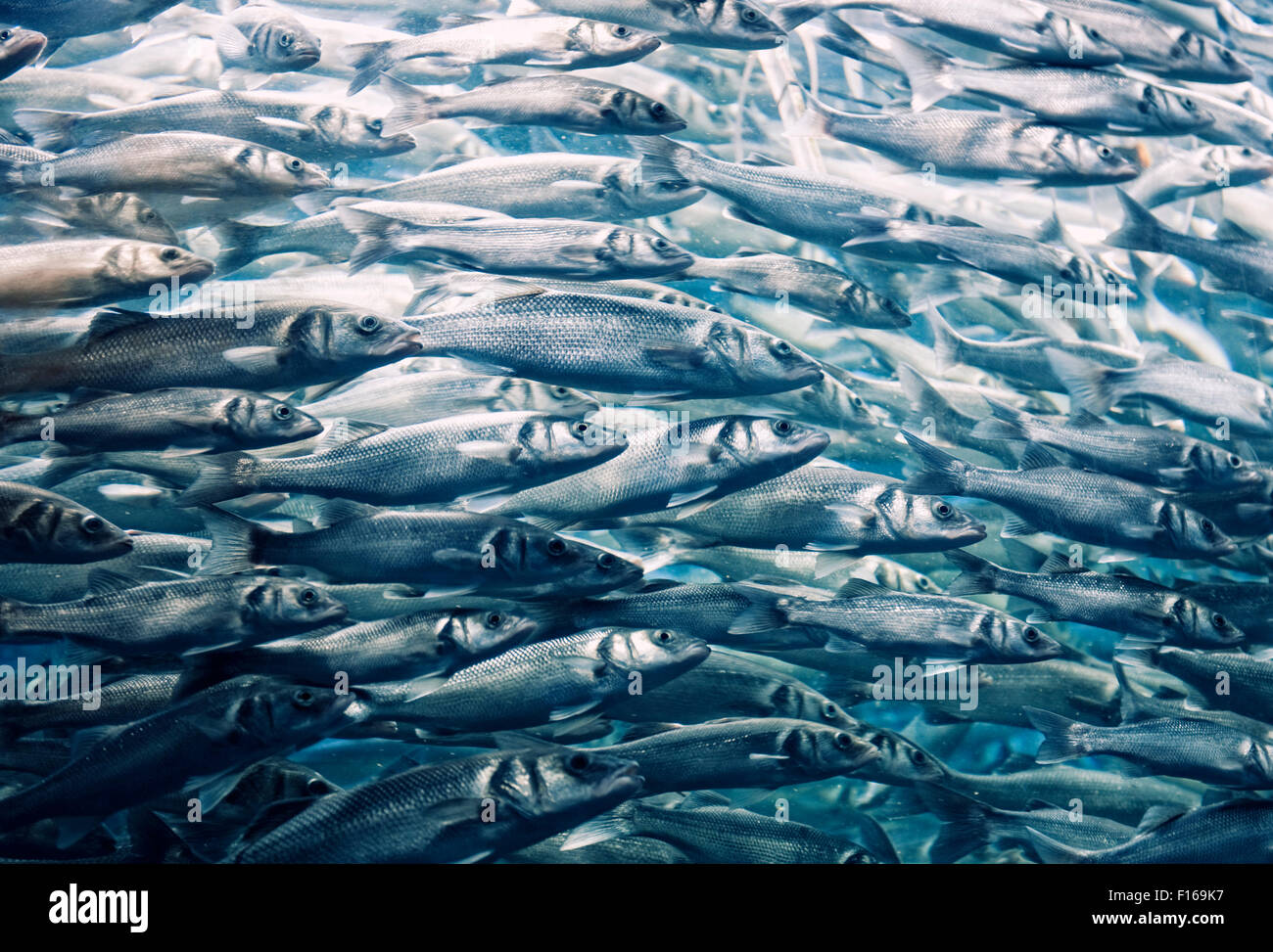 Abstract fish background Stock Photo - Alamy