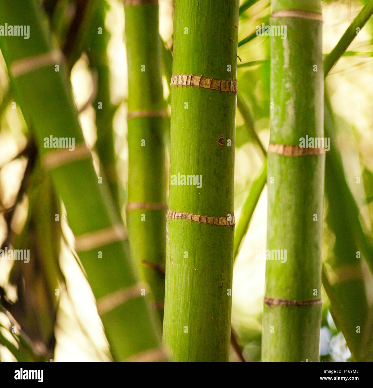 Green plant close-up Stock Photo - Alamy