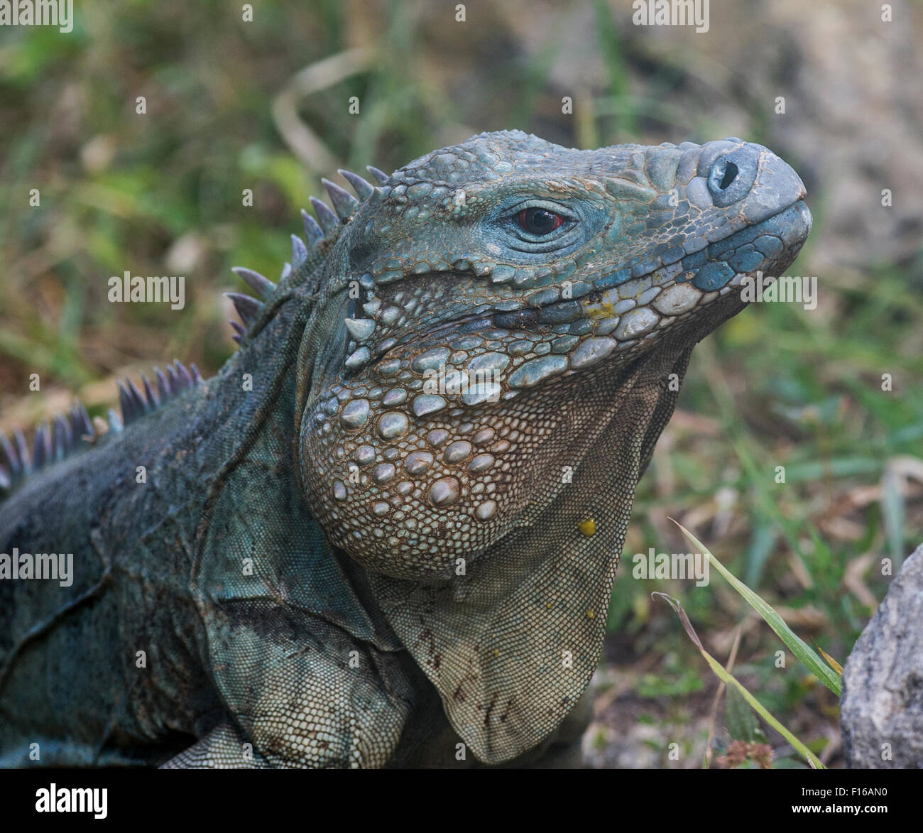 Blue Iguana And Cayman Islands High Resolution Stock Photography and ...