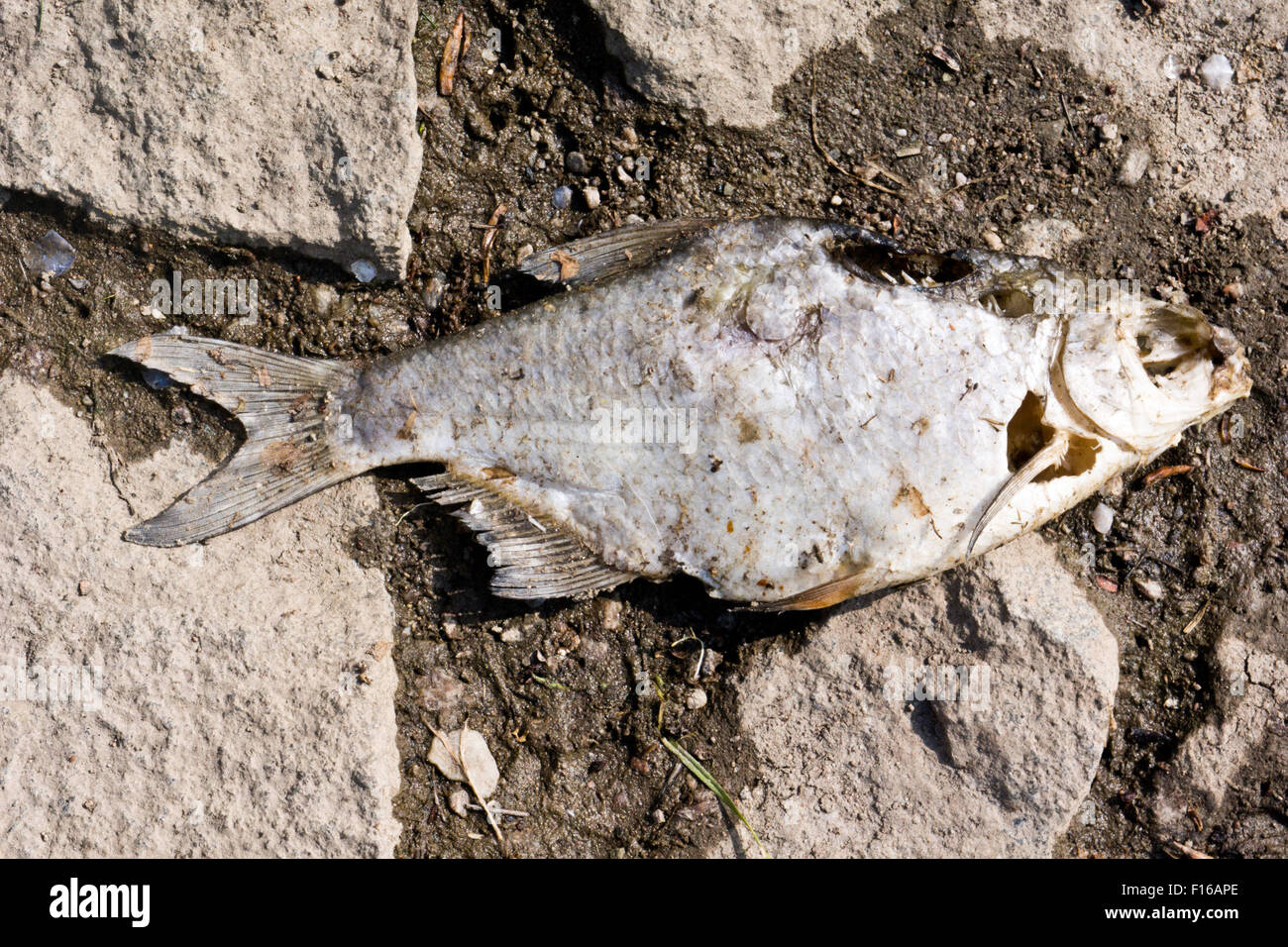 Rotten Fish Stock Photos & Rotten Fish Stock Images - Alamy