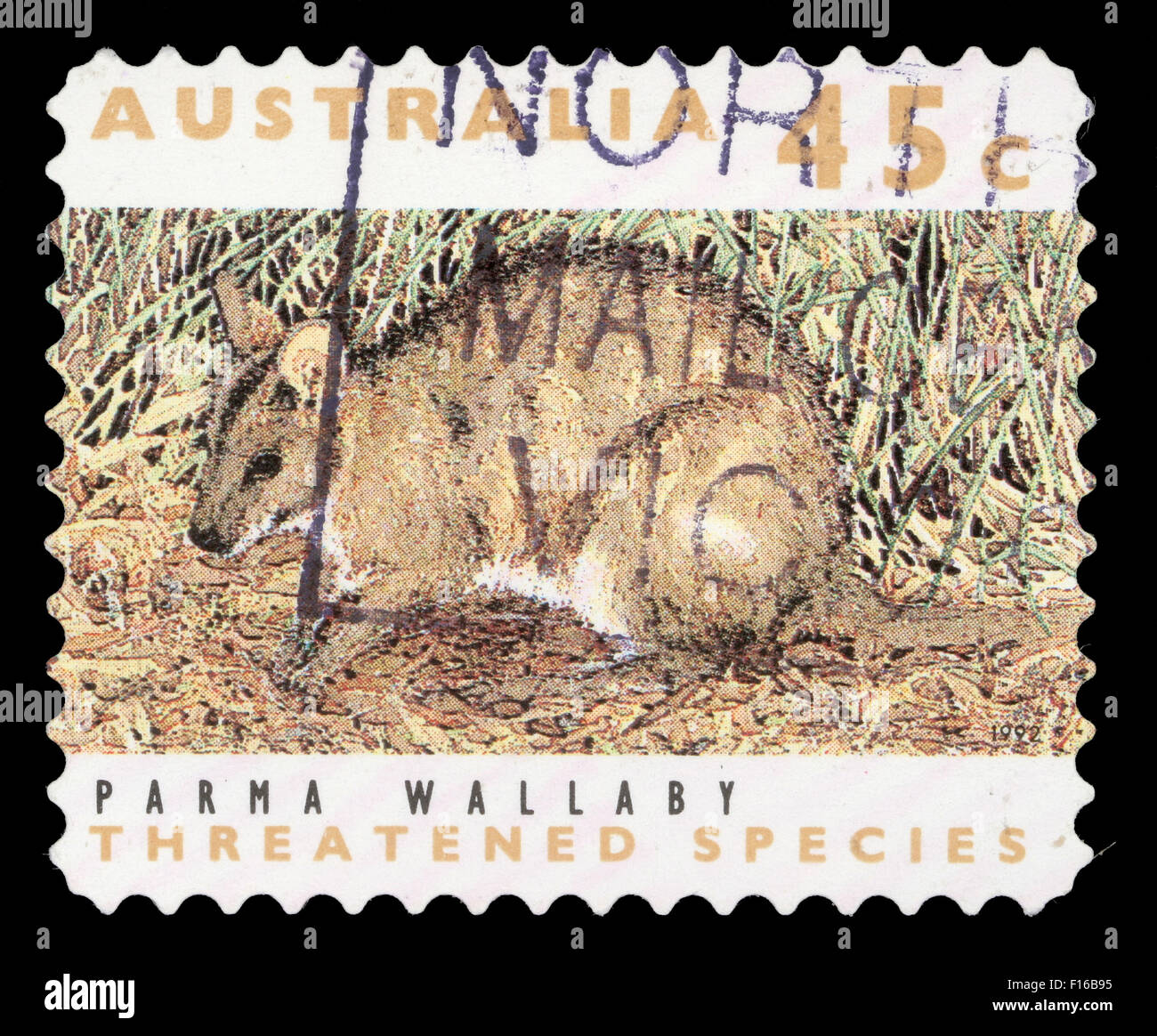 stamp printed in the Australia shows Parma Wallaby, Macropus Parma ...