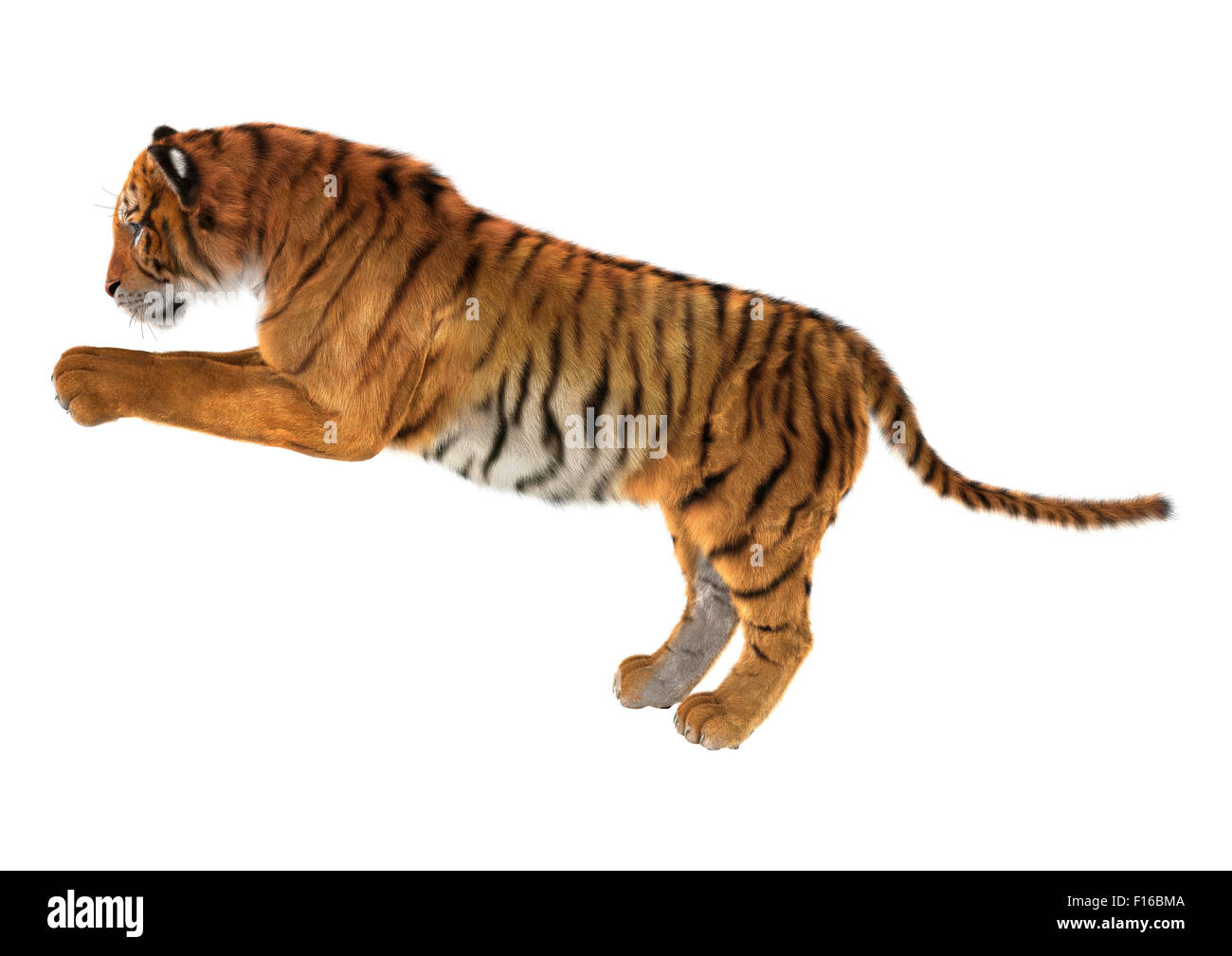 3D digital render of a tiger isolated on white background Stock Photo ...