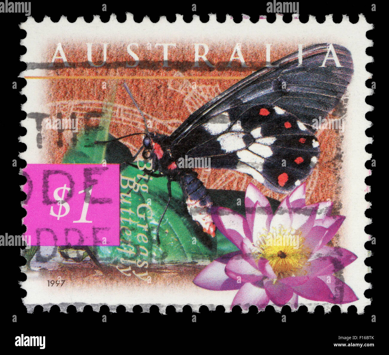 Stamp printed in Australia shows Big Greasy Butterfly and blue lily ...