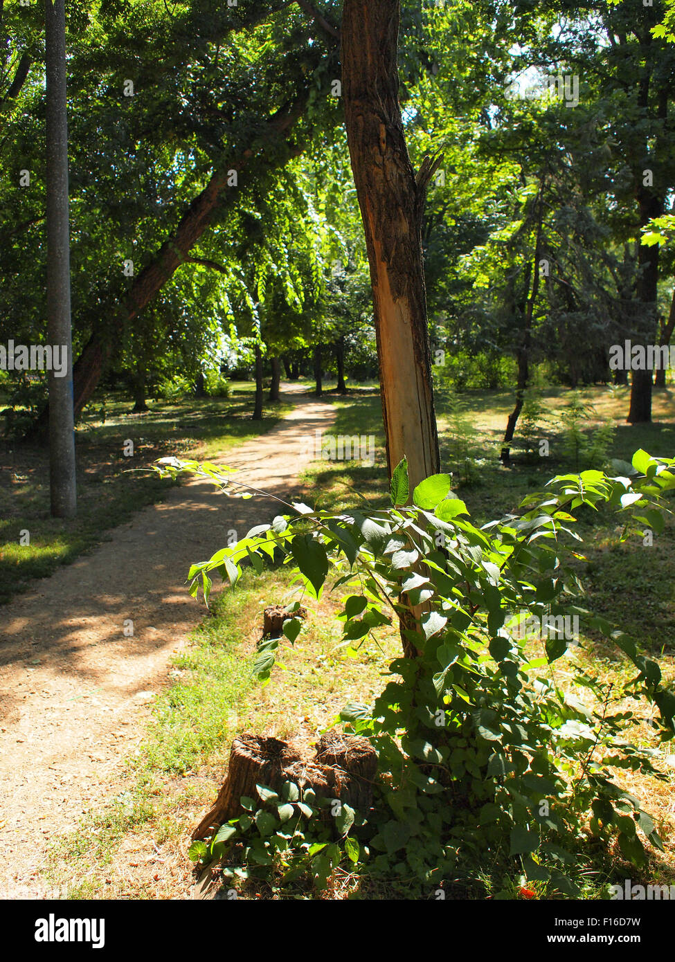 Track bush hi-res stock photography and images - Alamy
