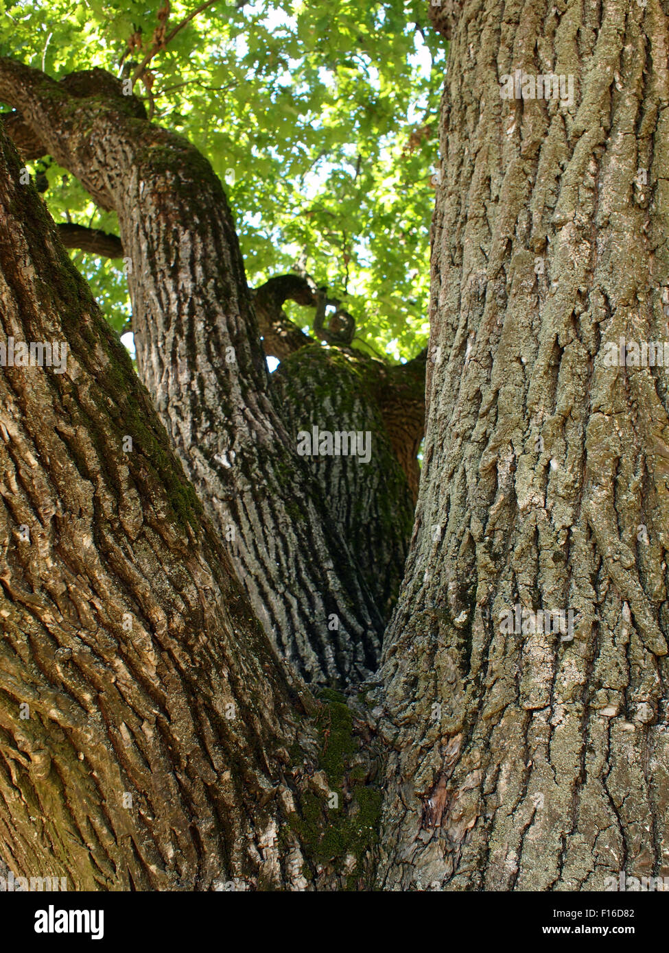 The mighty and powerful oak branches close up. In the foreground ...