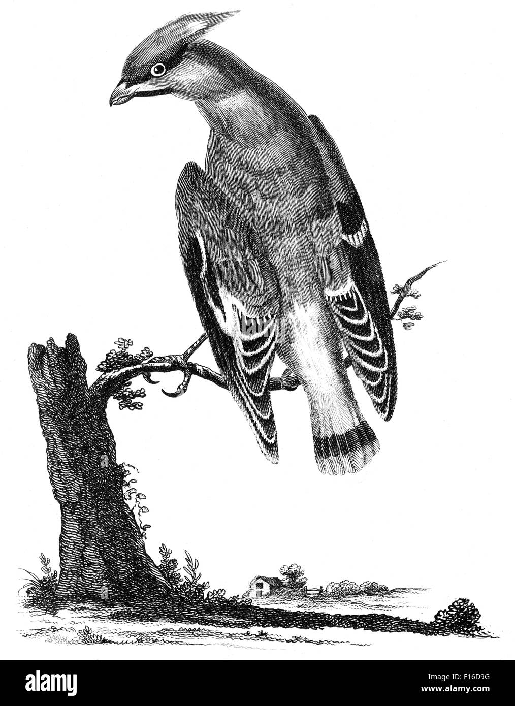 Engraved illustration titled 'Waxen CHATTERER' taken from 'British ...