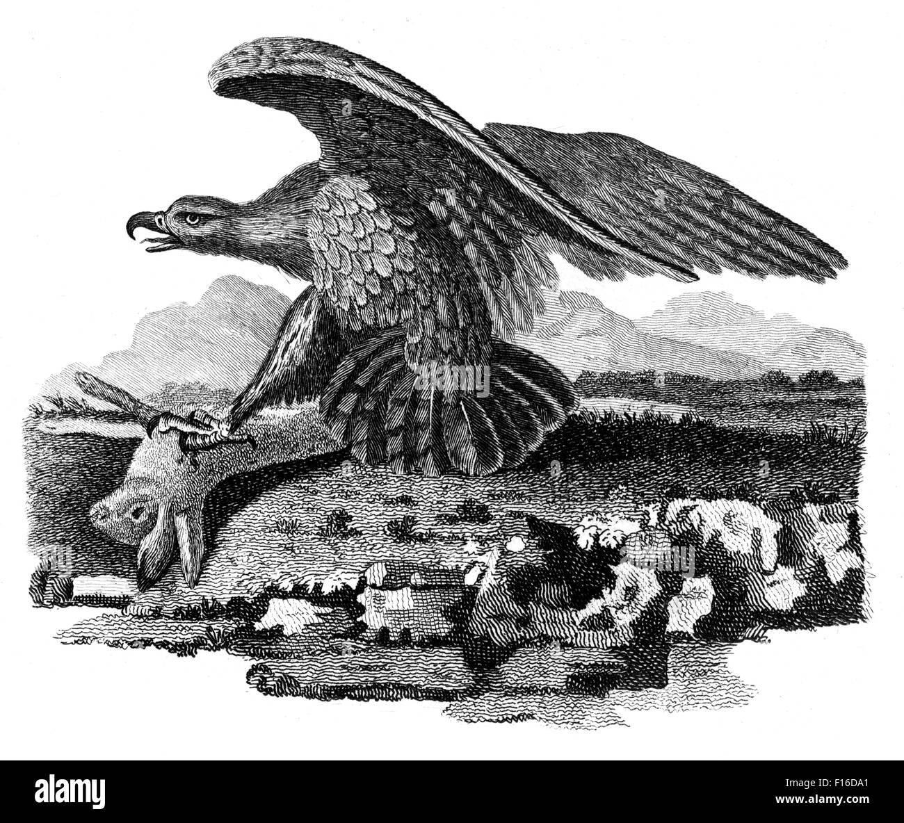 Engraved illustration titled 'Golden EAGLE' taken from 'British Zoology ...