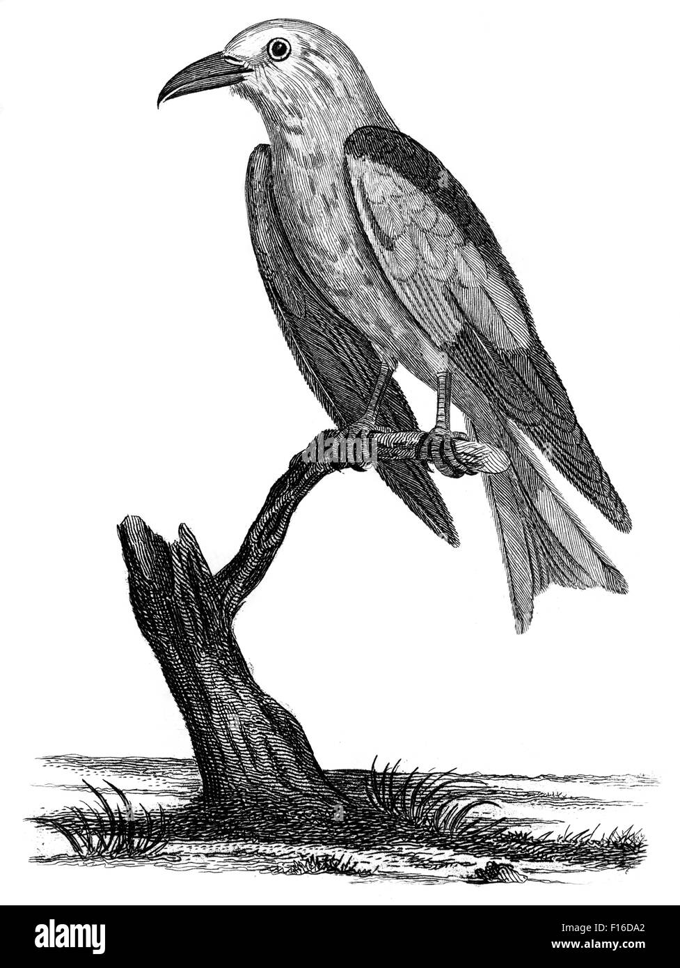 Garrulous roller Cut Out Stock Images & Pictures - Alamy