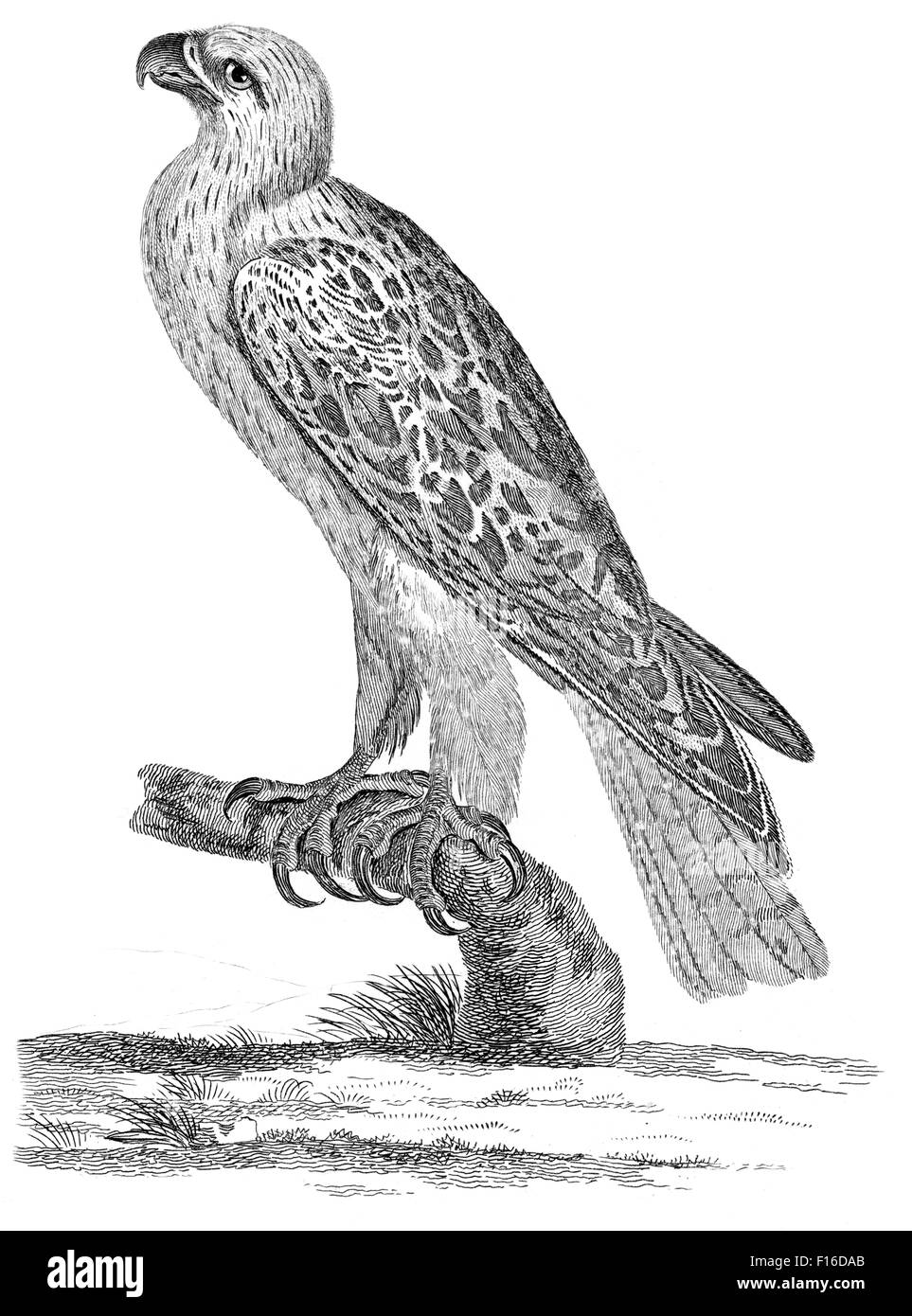 Engraved illustration titled 'Gyr-FALCON' taken from 'British Zoology ...