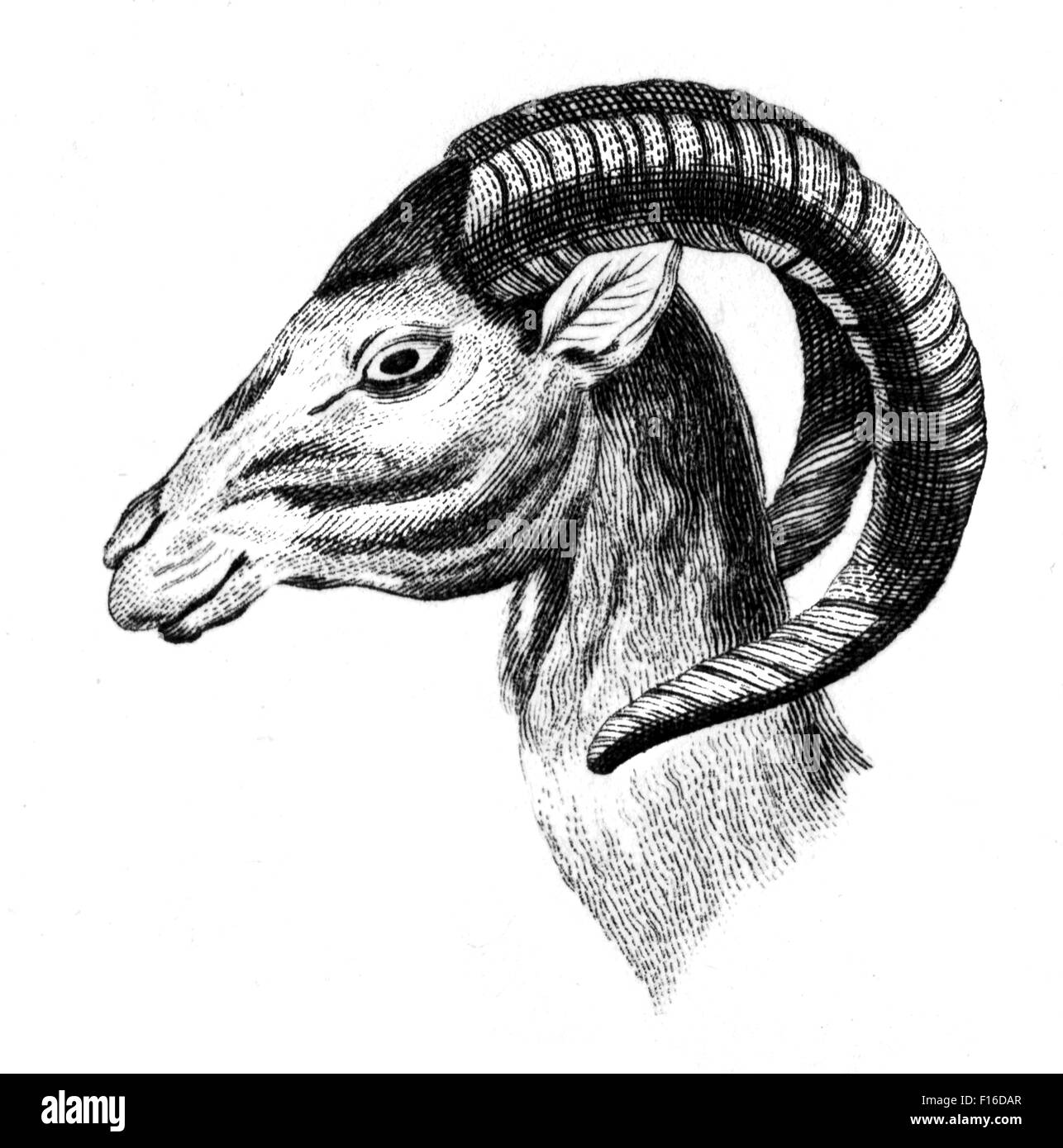 Engraved illustration titled 'Musimon, head of' taken from 'British ...