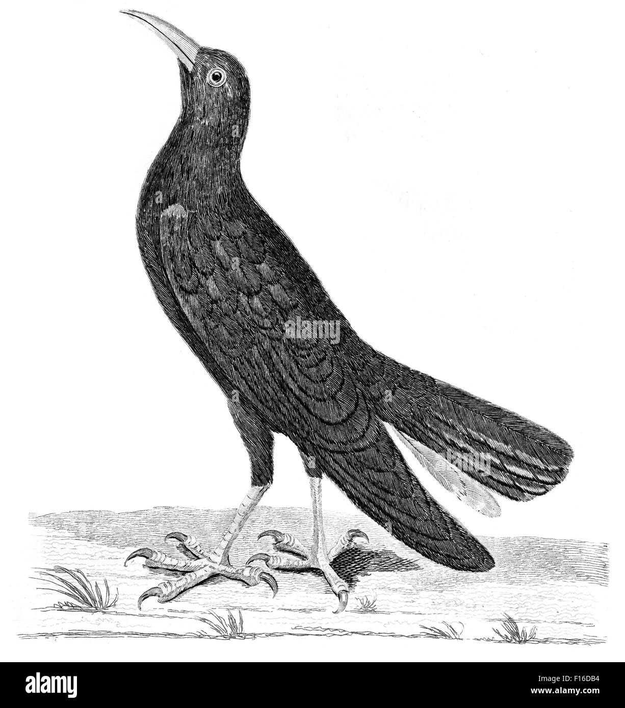 Red legged crow hi-res stock photography and images - Alamy