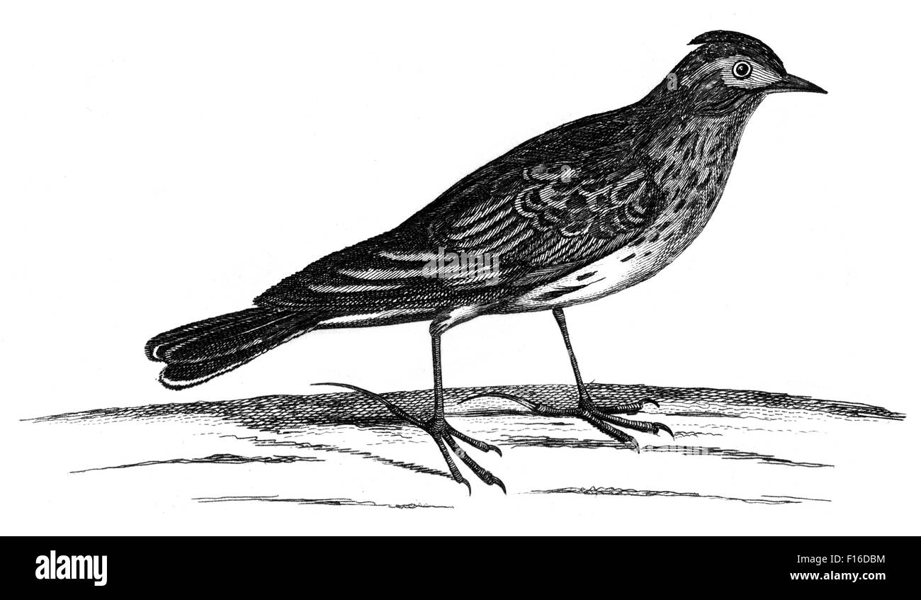 Lark Black and White Stock Photos & Images - Alamy