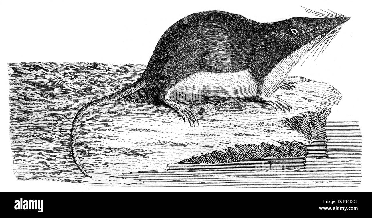 Book british zoology hi-res stock photography and images - Alamy