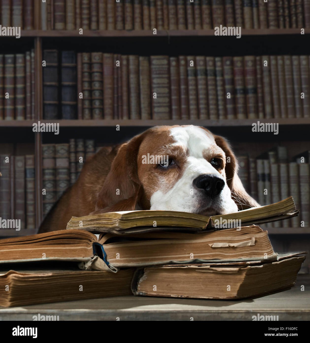 The very smart dog studying old books Stock Photo - Alamy