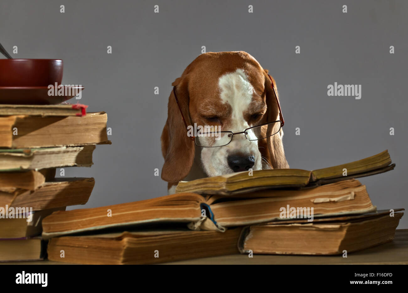 The very smart dog studying old books Stock Photo - Alamy