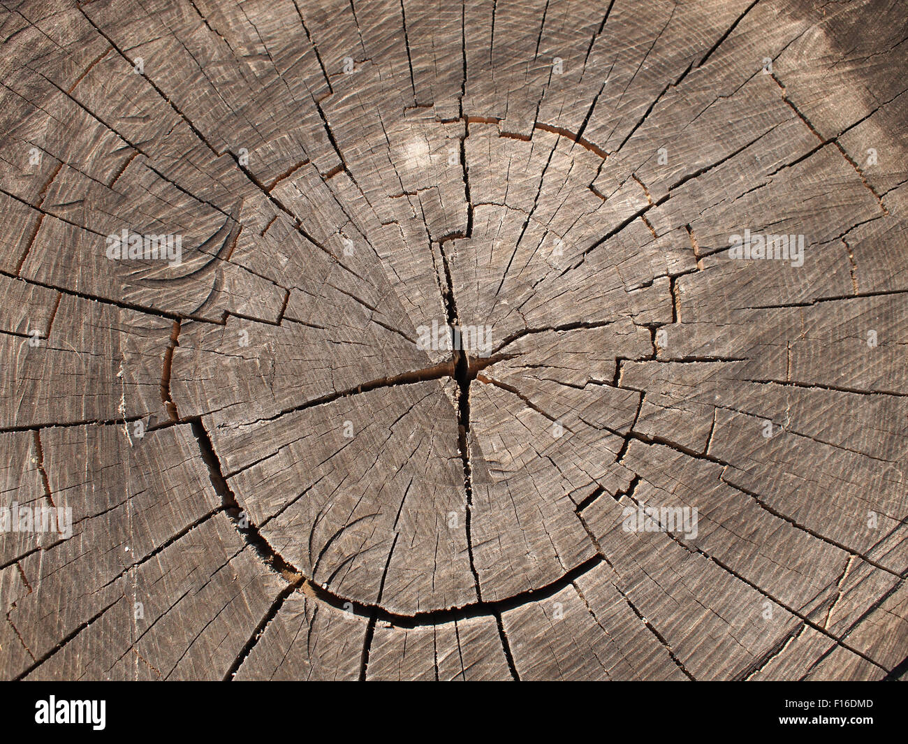 Top view of a cut tree. Old stump gray with large cracks close up in ...