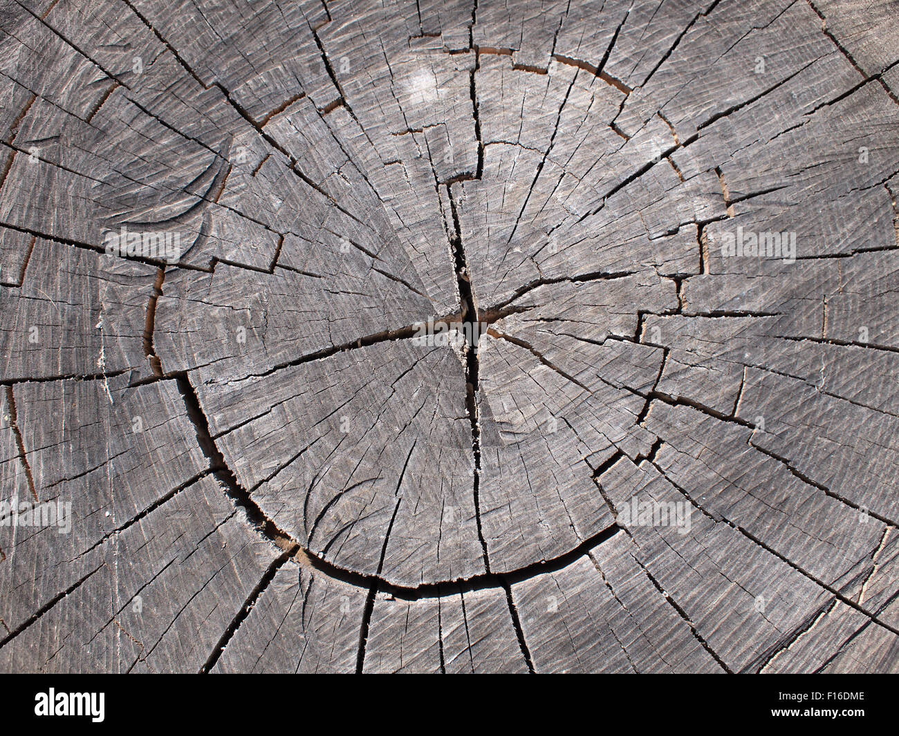 Top view tree stump hi-res stock photography and images - Alamy