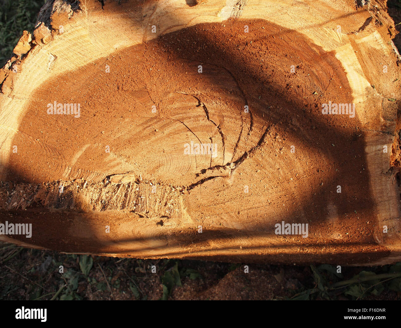 Felled tree trunk close-up, illuminated by the bright sun with shadow ...