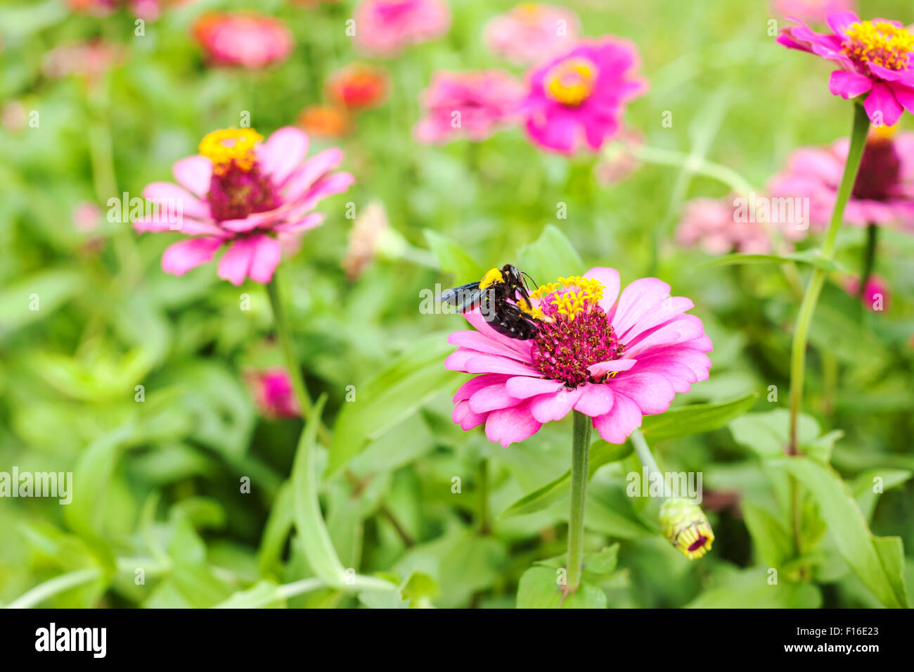 Gerbera or Daisy, Flower pink color with bumble bee and blur background ...
