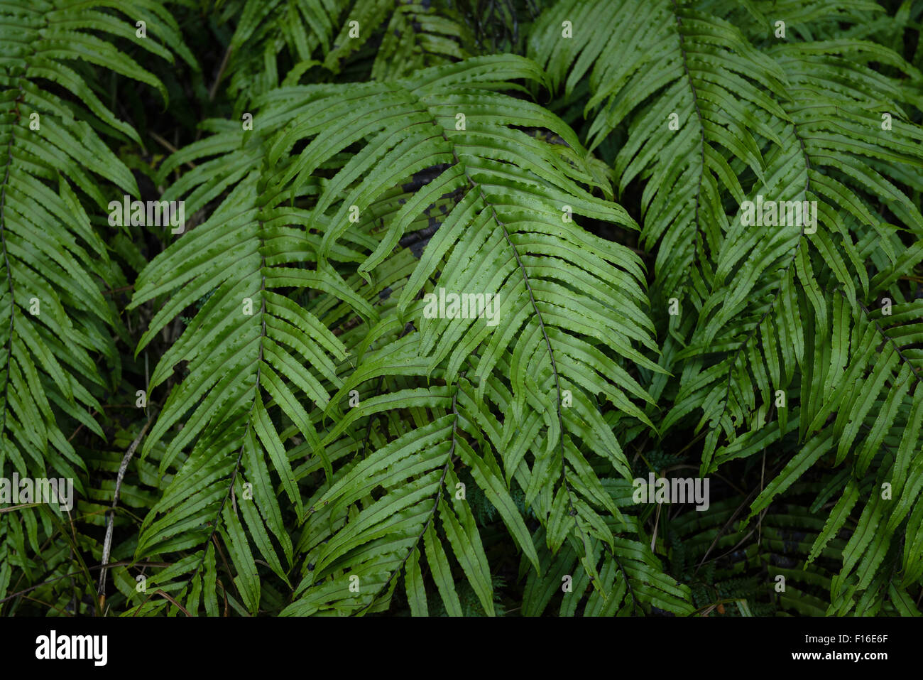 Silver leaf new zealand hi-res stock photography and images - Alamy