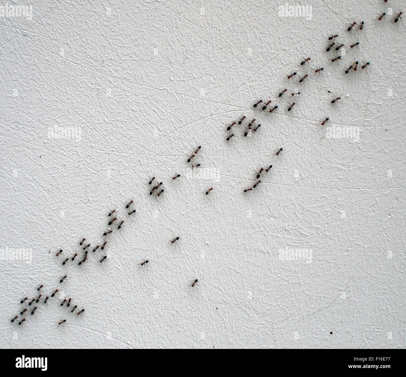 Top view of the chain of ants, which moves in the light of the rough ...