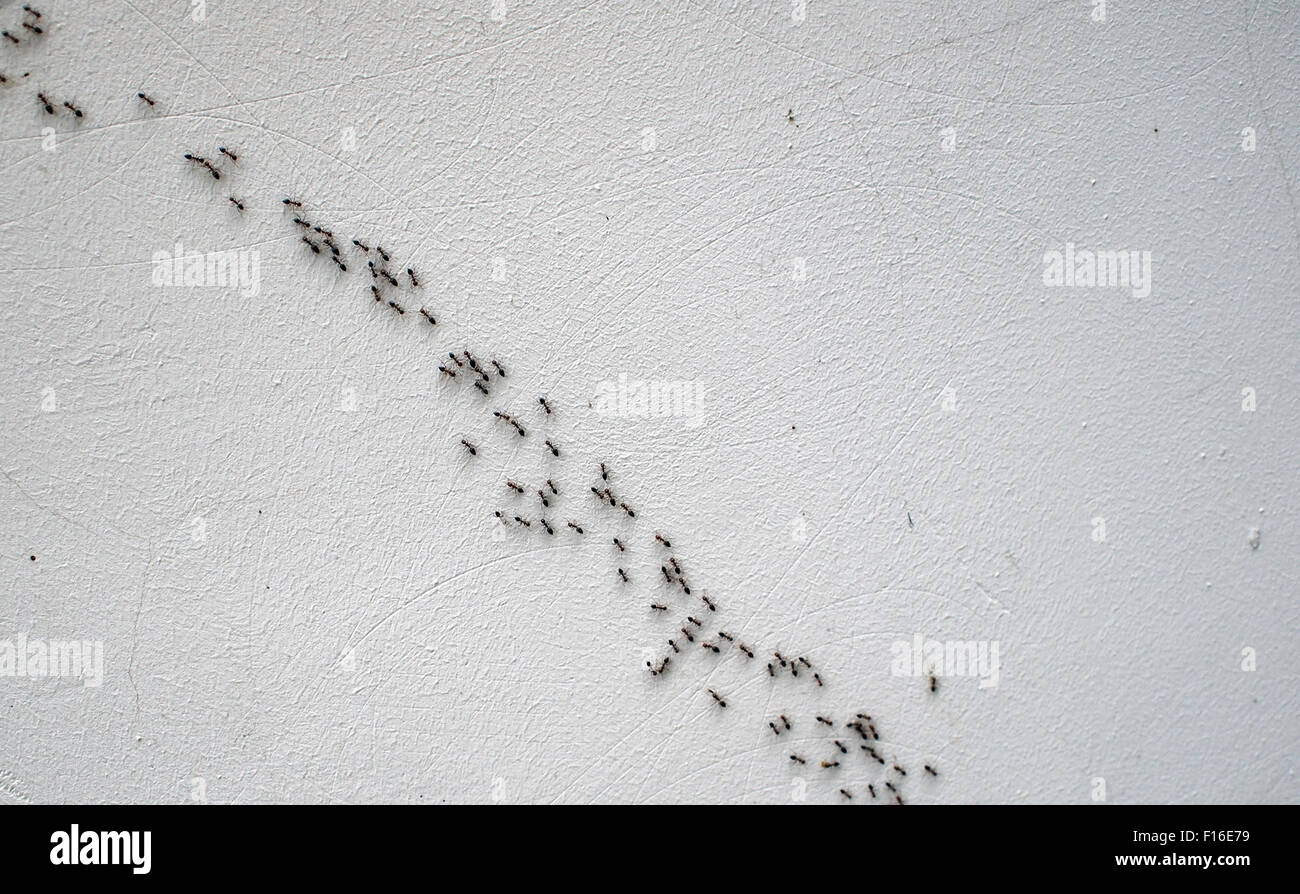 Overhead view of the chain of ants, which moves in the light of the ...