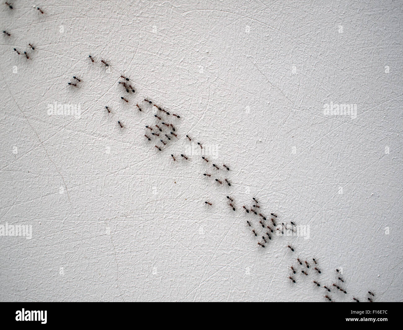 The chain of ants closeup, which run on the white wall of cement ...