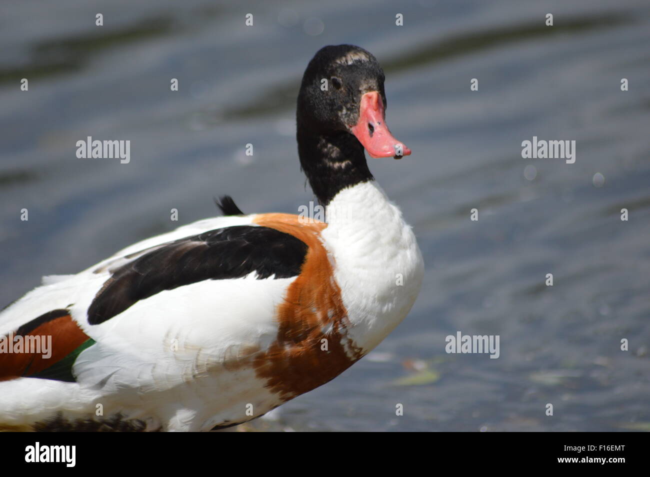 Black and white shelduck hi-res stock photography and images - Alamy