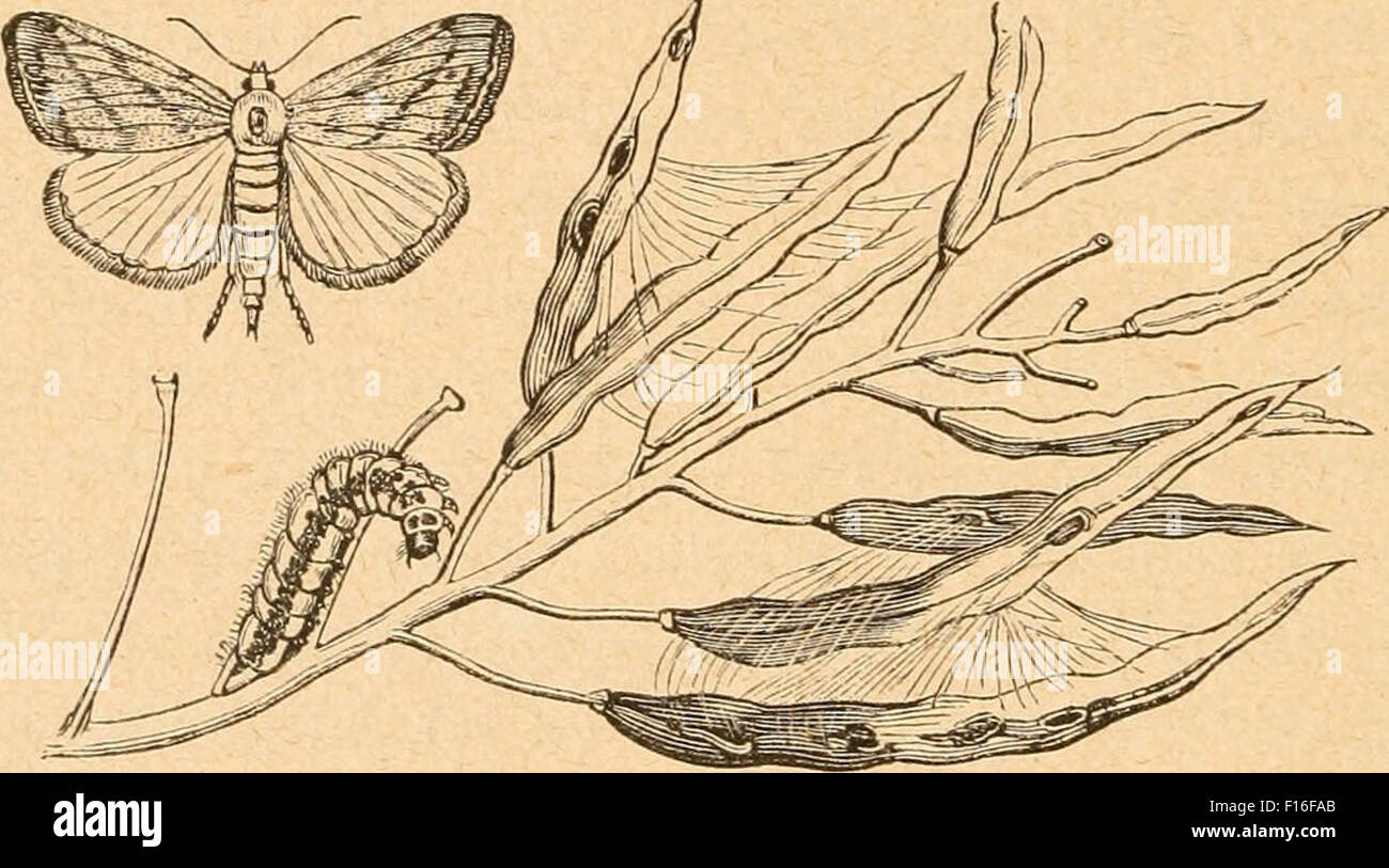 Beauty of botanical studies hi-res stock photography and images - Alamy