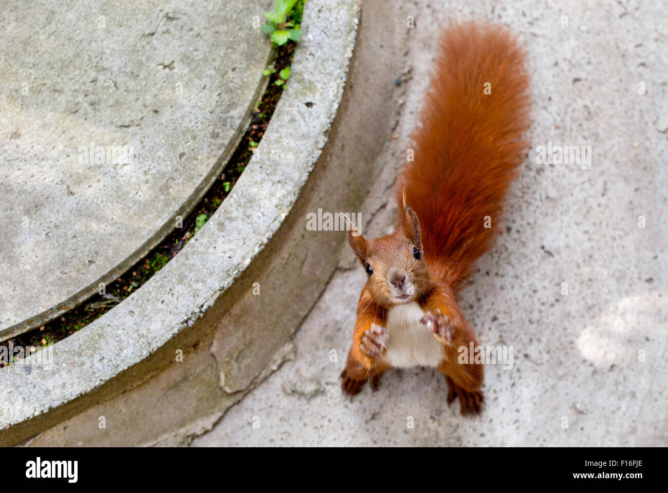 Berlin, Germany, Squirrel in autumn Stock Photo - Alamy