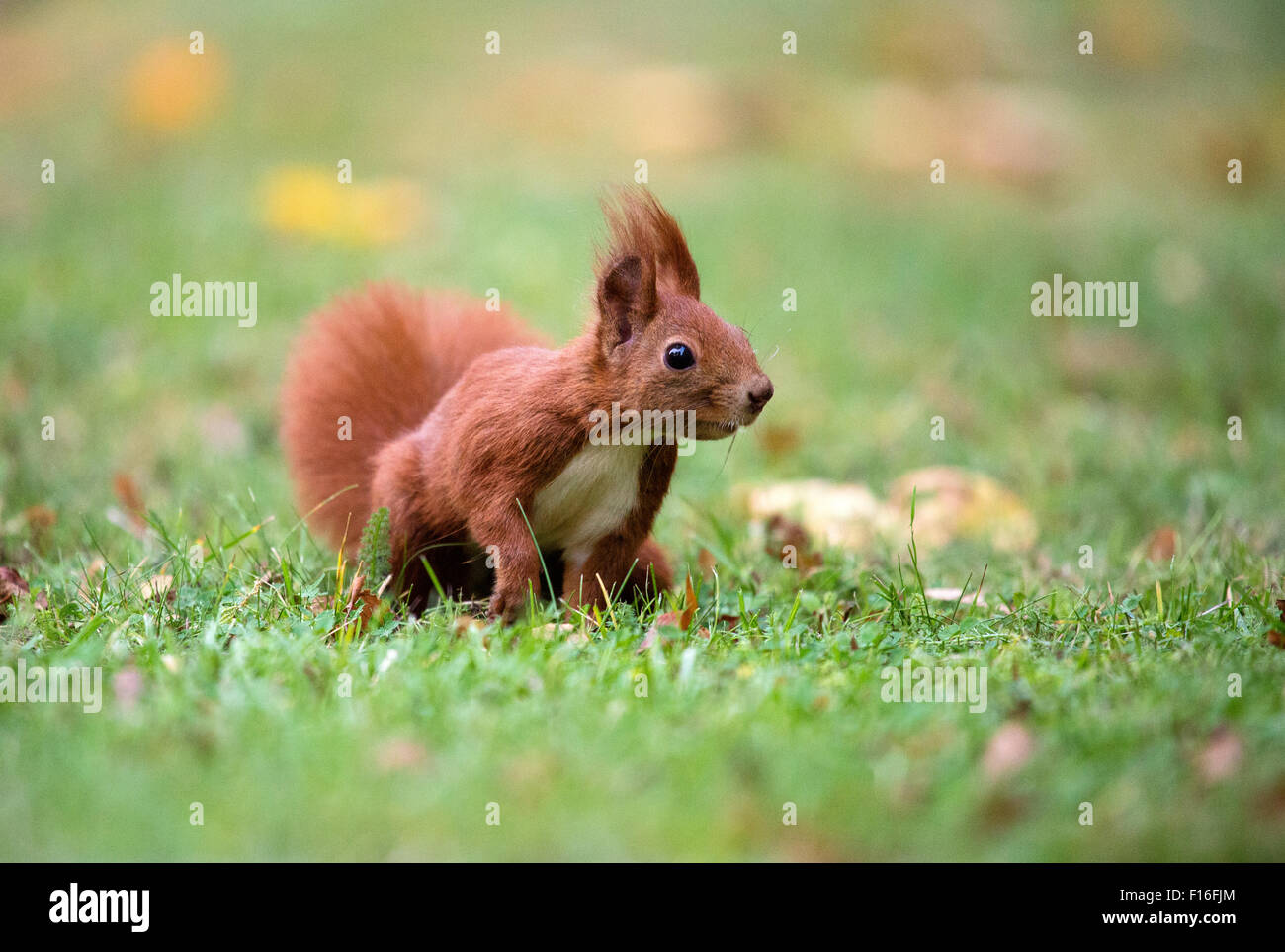 Berlin, Germany, Squirrel sitting on a meadow Stock Photo - Alamy