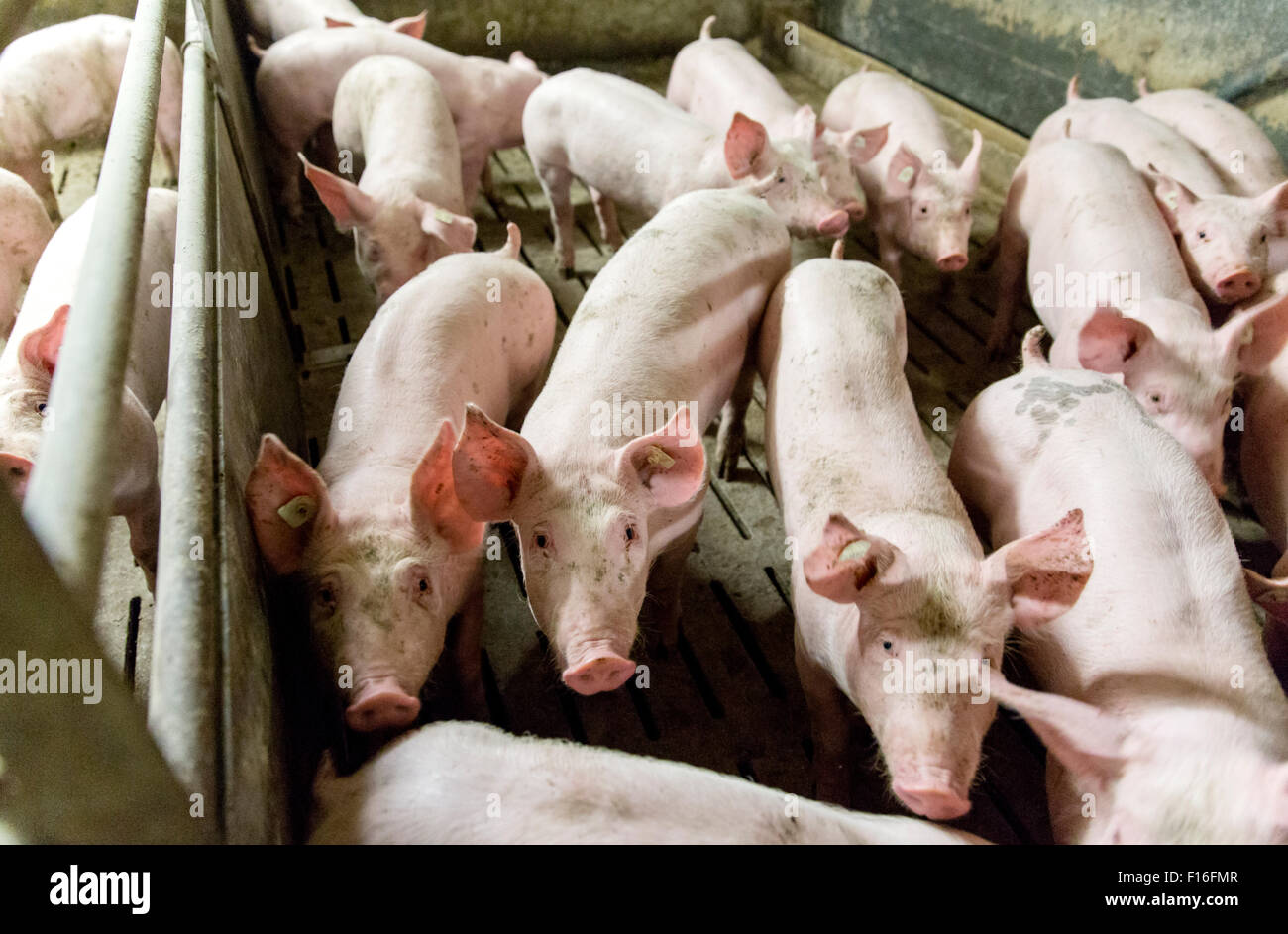 Pigsty High Resolution Stock Photography and Images - Alamy