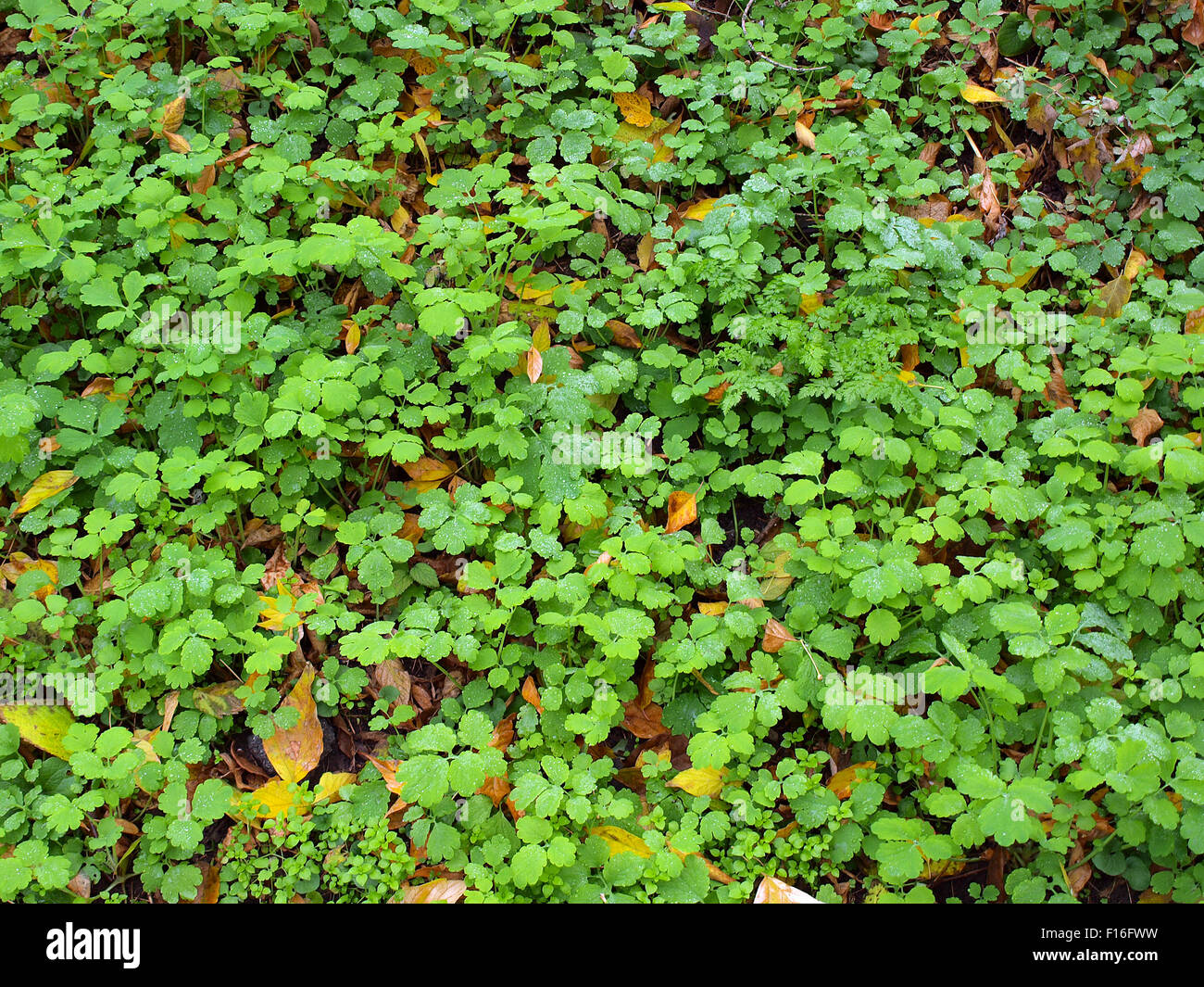Dew on green plants that grow from the fallen yellow leaves all over ...