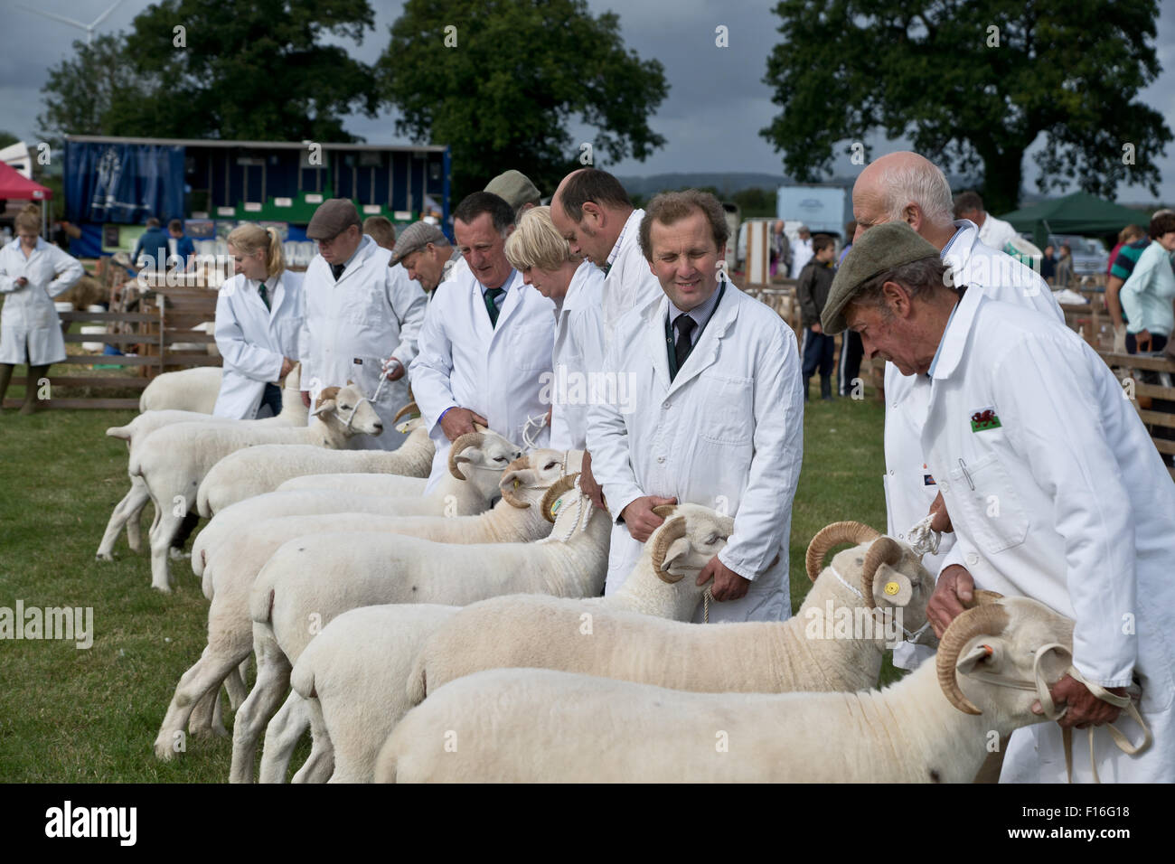 The Bucks County Show,UK 27/08/15. Sheep on display in best of show ...