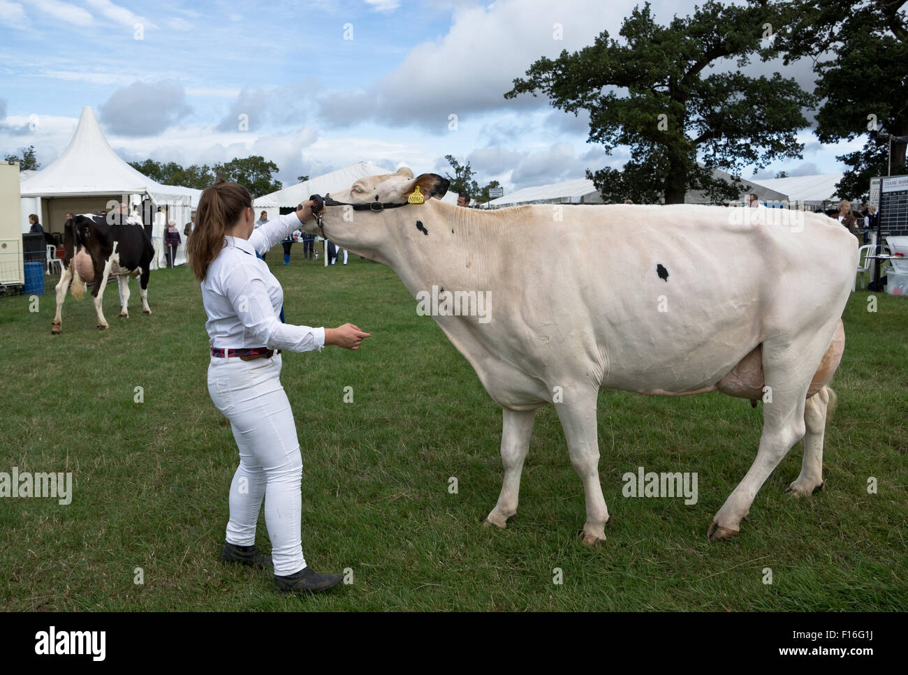 Prize cow hi-res stock photography and images - Alamy