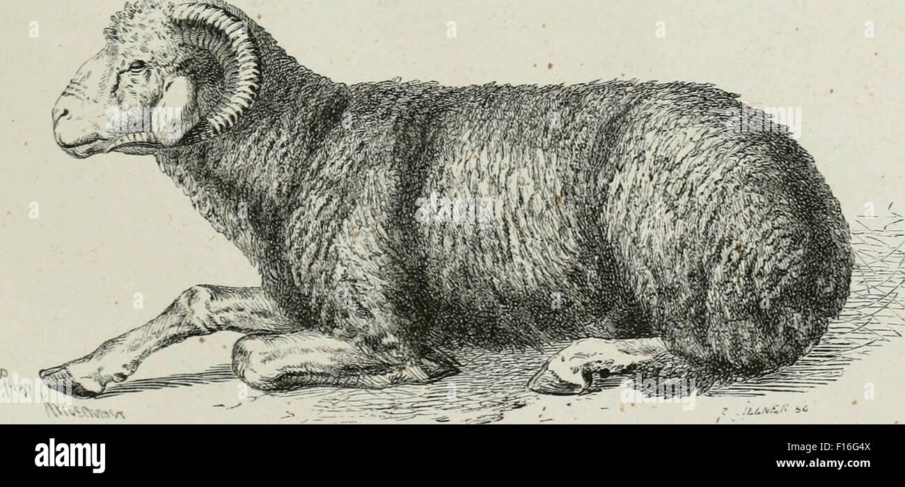 Sheep history hi-res stock photography and images - Alamy