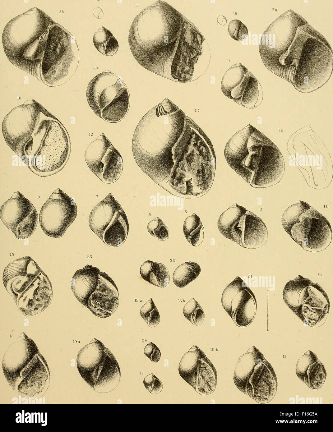 Shells illustrations hi-res stock photography and images - Alamy