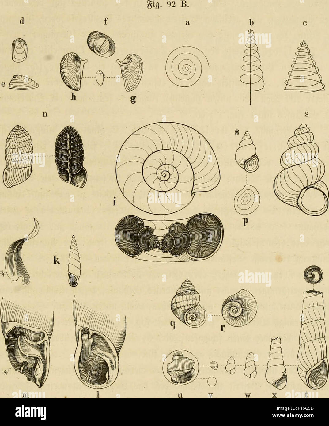 Shells illustrations hi-res stock photography and images - Alamy