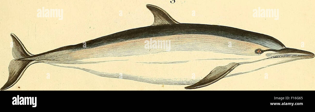 Dolphin illustration vintage hi-res stock photography and images - Alamy