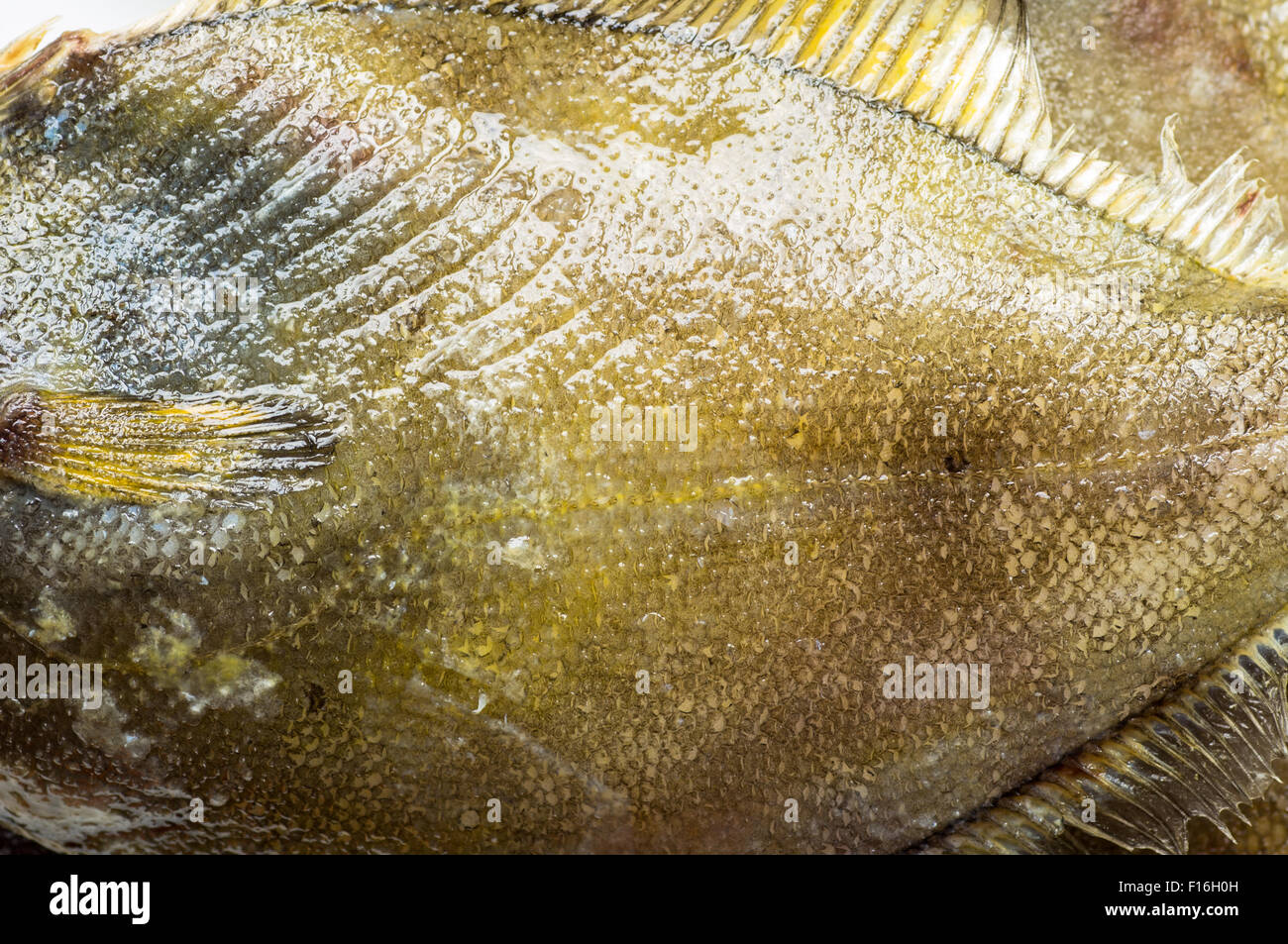 Flatfish hi-res stock photography and images - Alamy