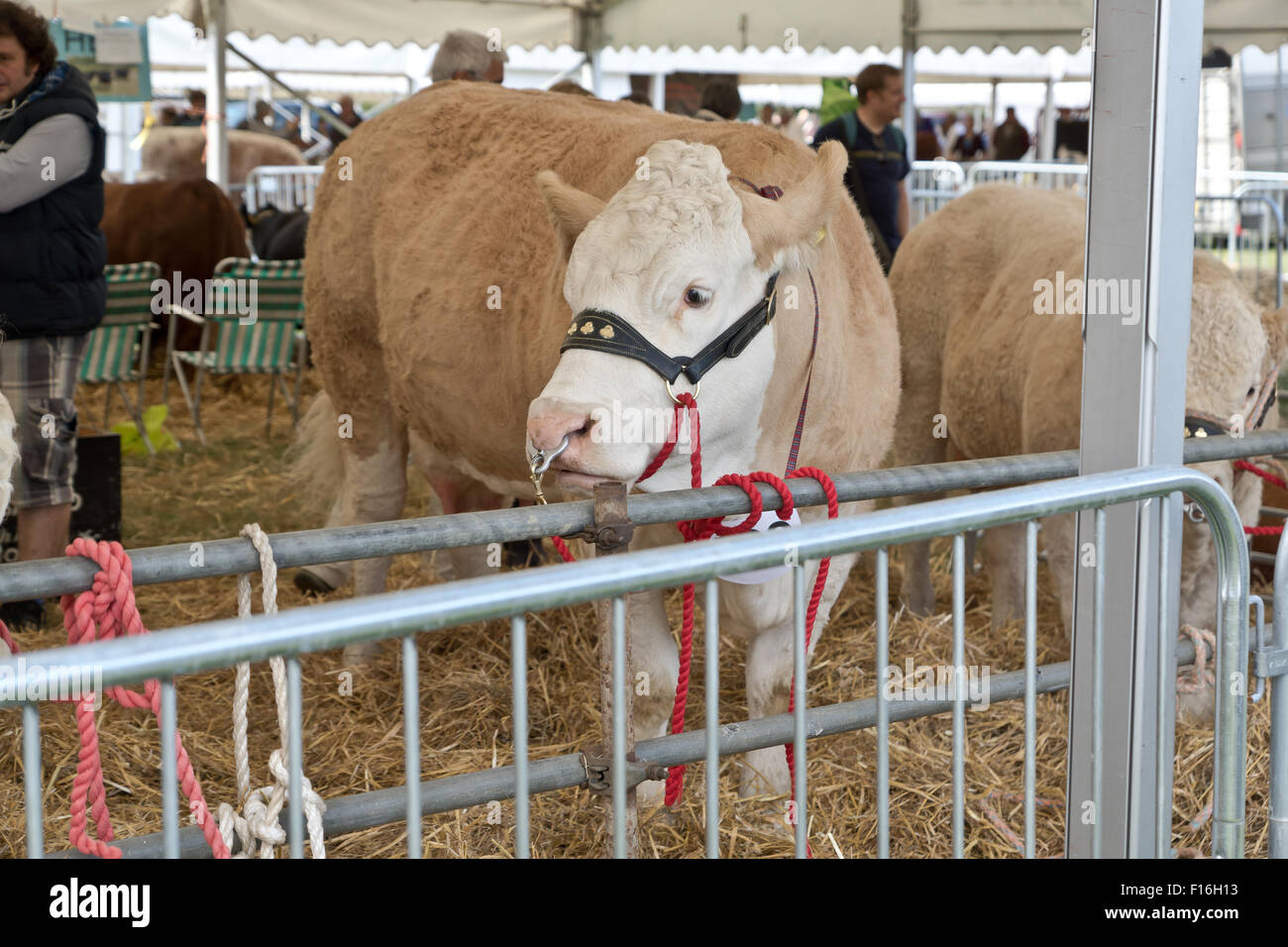 The Bucks County Show, UK 27/08/15. A bull on display. Credit: Scott ...