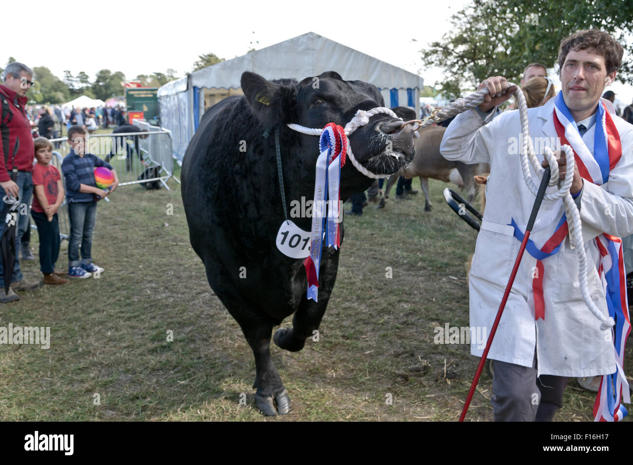 Champion bull hi-res stock photography and images - Alamy