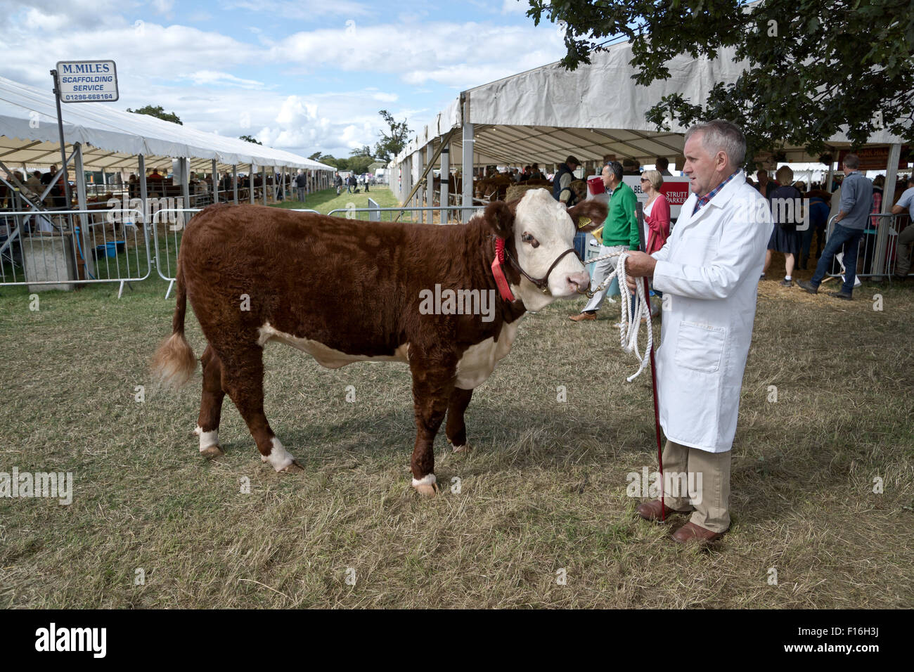 The Bucks County Show, Aylesbury, UK. 27th August, 2015. A first prize ...