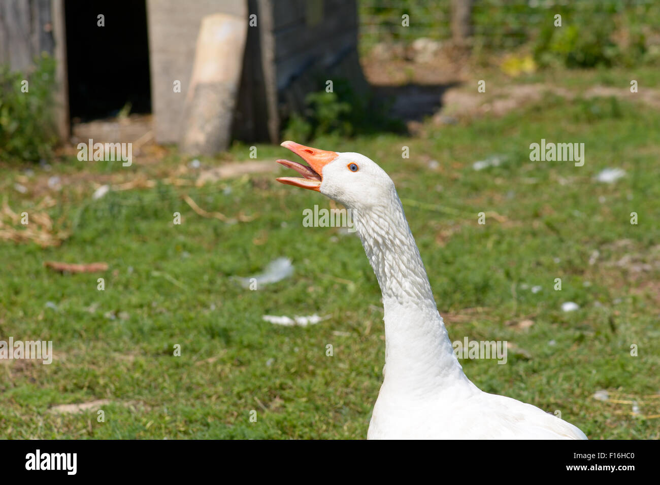 Canada goose tongue hi-res stock photography and images - Alamy