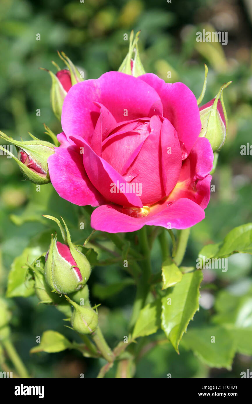 Rosa 'Princess Ann' Stock Photo - Alamy