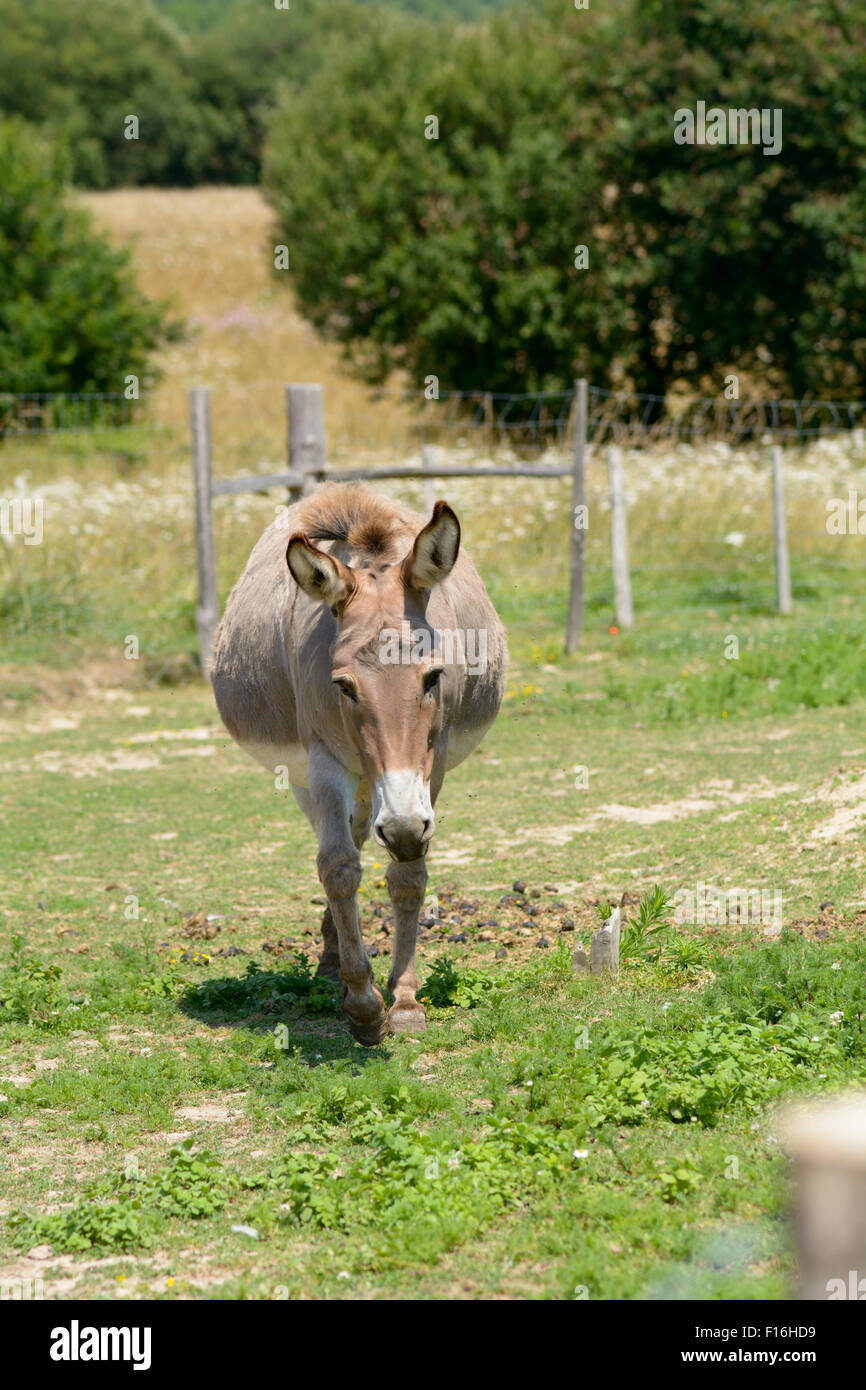 Provence donkey (equus africanus) approaching in field on farm in ...